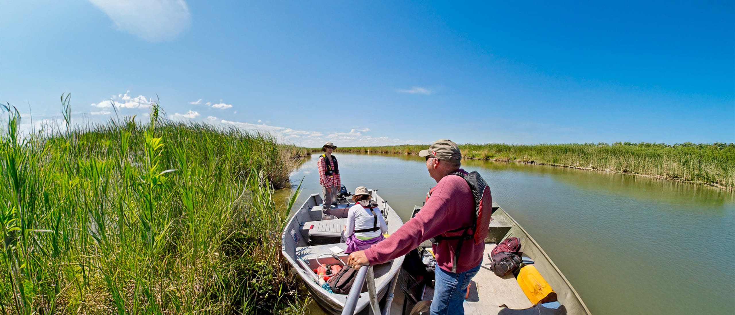 Invaders at Delta Marsh — Ducks Unlimited Canada