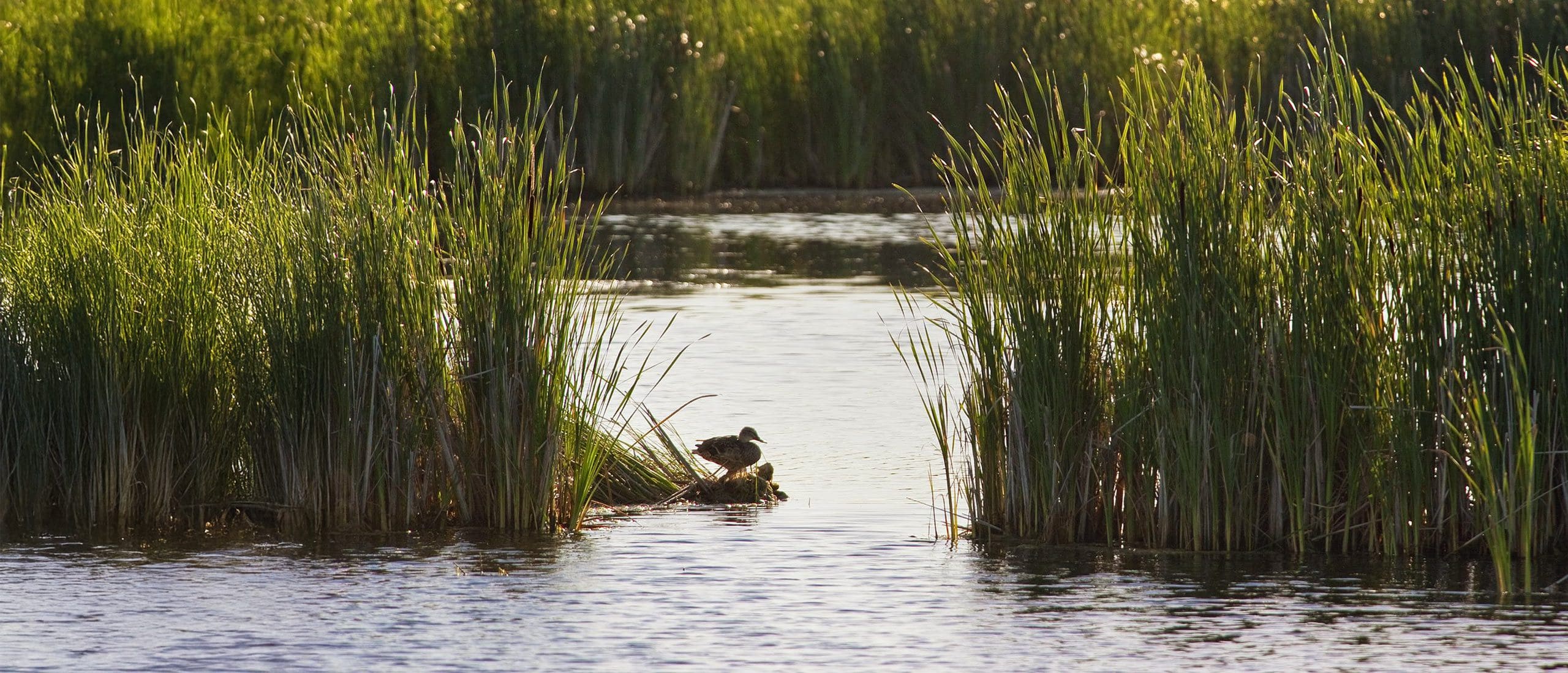 Impact of Climate Change on Prairie Landscapes and Waterfowl — Ducks ...