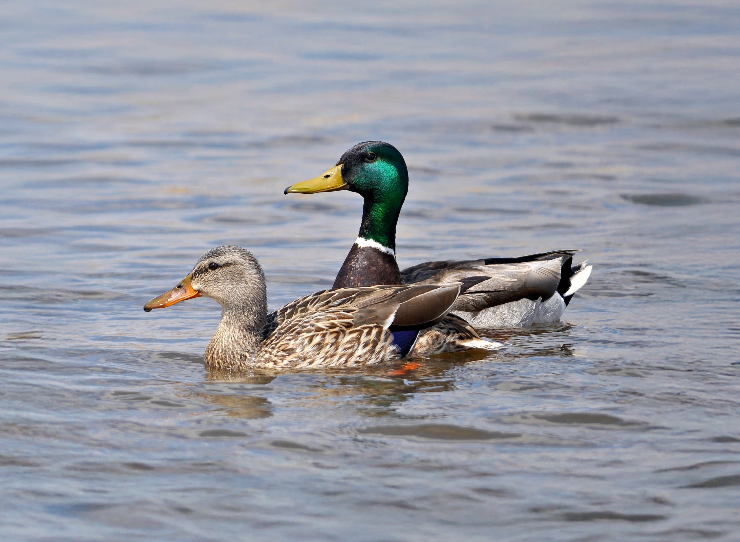 Mallard — Ducks Unlimited Canada