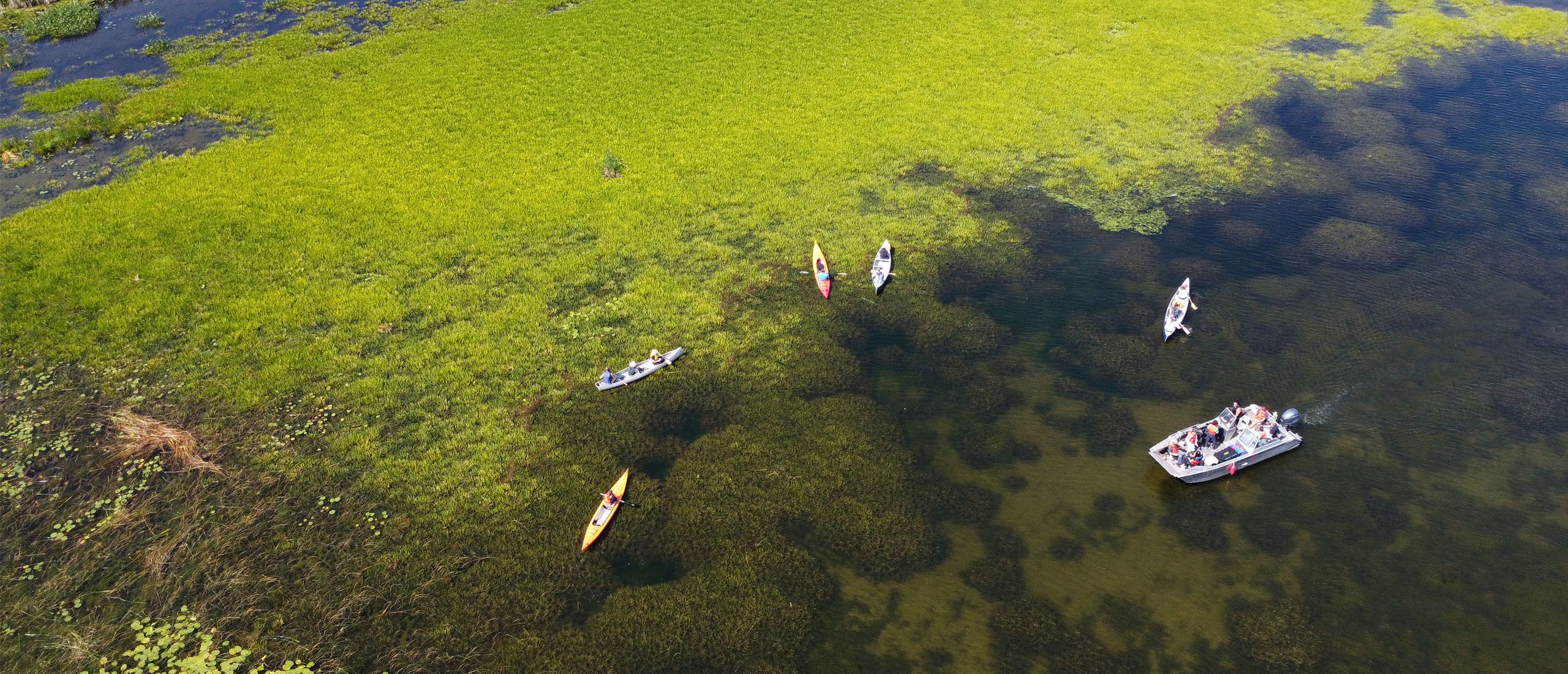 Invasive Species Management in Ontario — Ducks Unlimited Canada