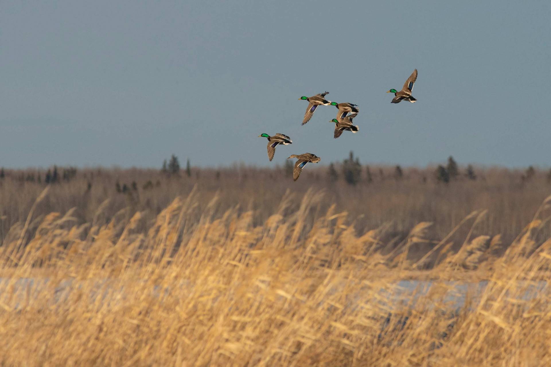 Protecting our prairie potholes — Ducks Unlimited Canada